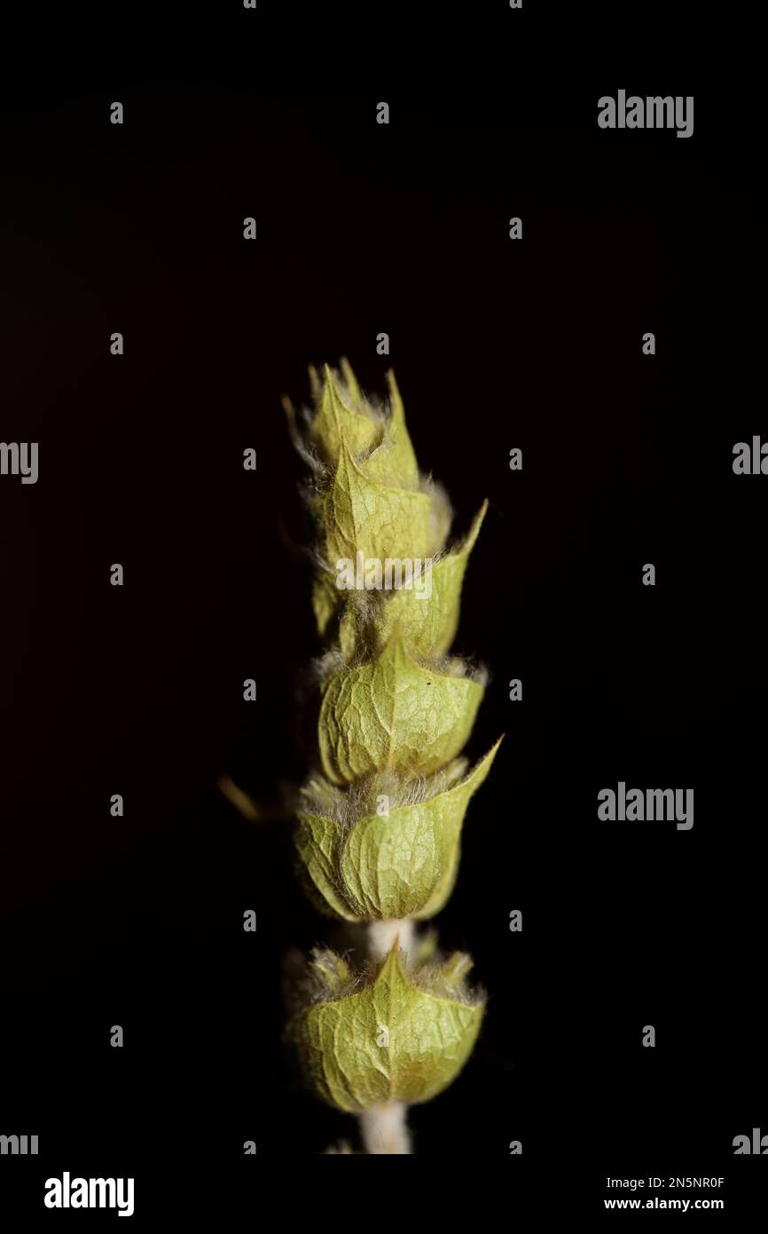 Sideritis plant greek mountain hi-res stock photography and images - Alamy