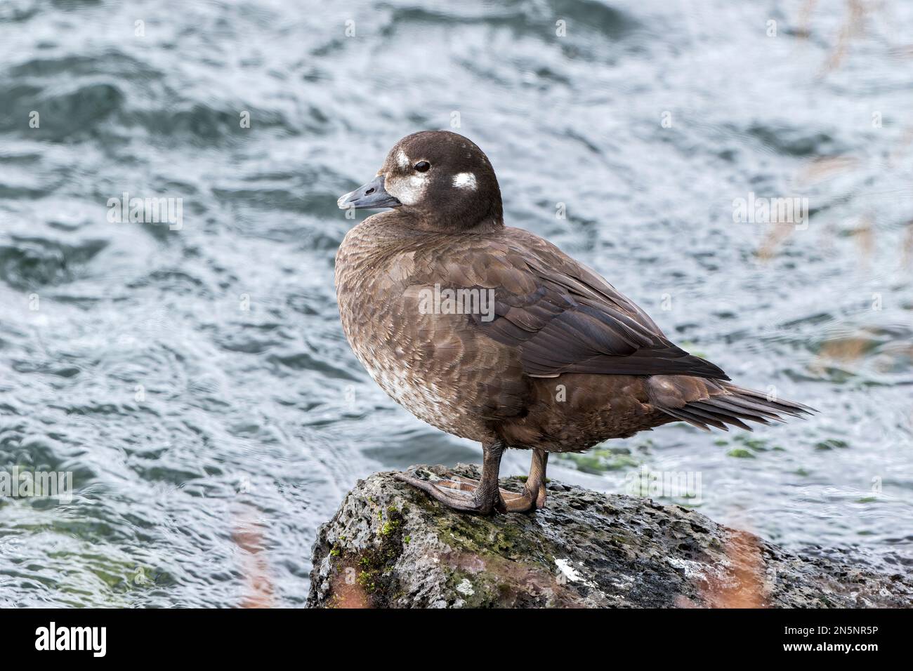 Strandline lake hi-res stock photography and images - Alamy