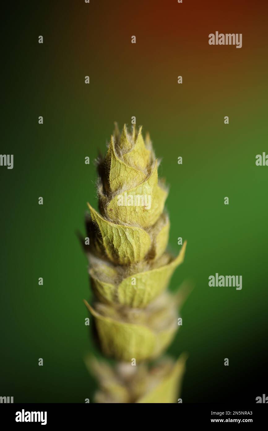 Sideritis plant greek mountain hi-res stock photography and images - Alamy