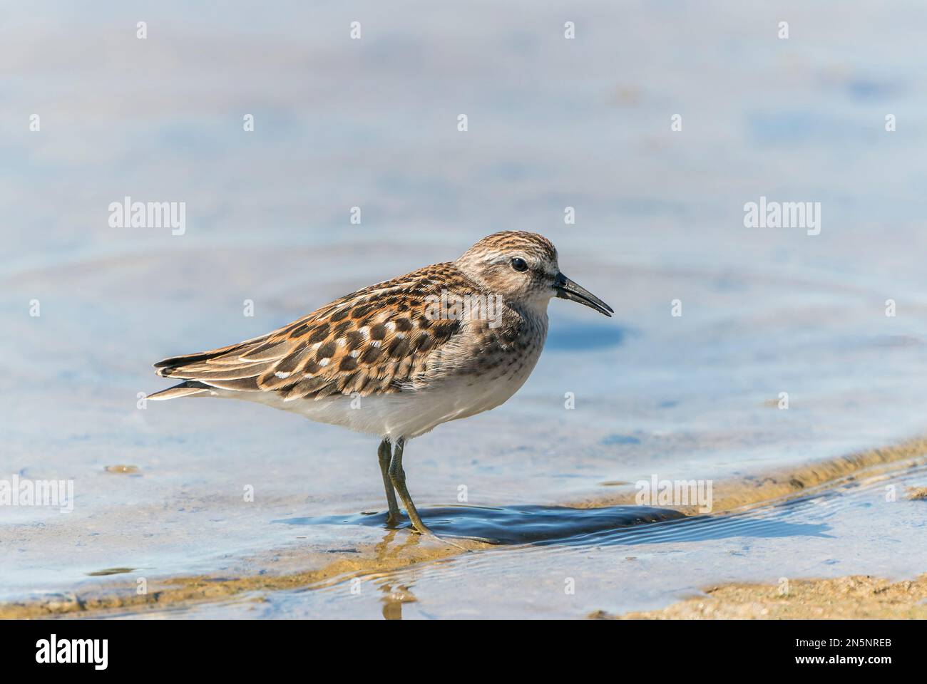 least sandpiper, Calidris minutilla, single bird feeding on mud ...