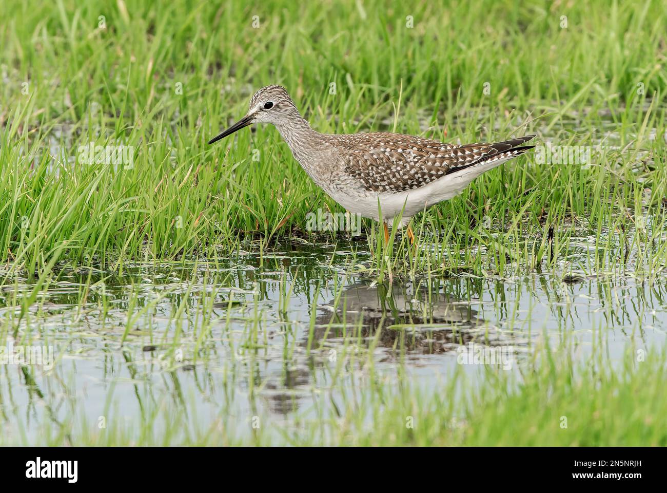 lesser yellowlegs, Tringa flavipes, single bird walking in marsh ...