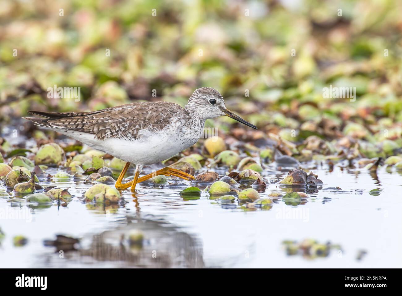 lesser yellowlegs, Tringa flavipes, single bird walking in marsh ...