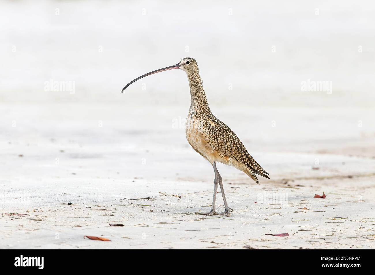 Long billed curlew eating hi-res stock photography and images - Alamy