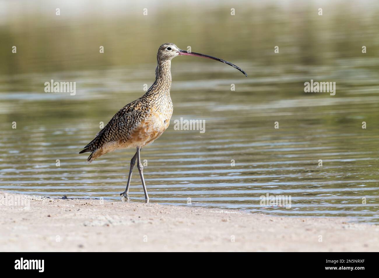Long billed curlew eating hi-res stock photography and images - Alamy