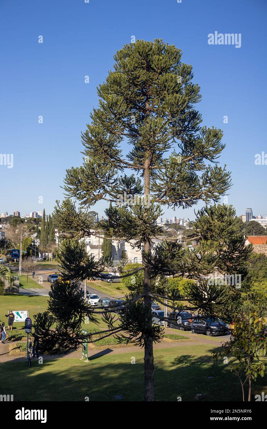 Vertical shot branches pine hi-res stock photography and images - Alamy