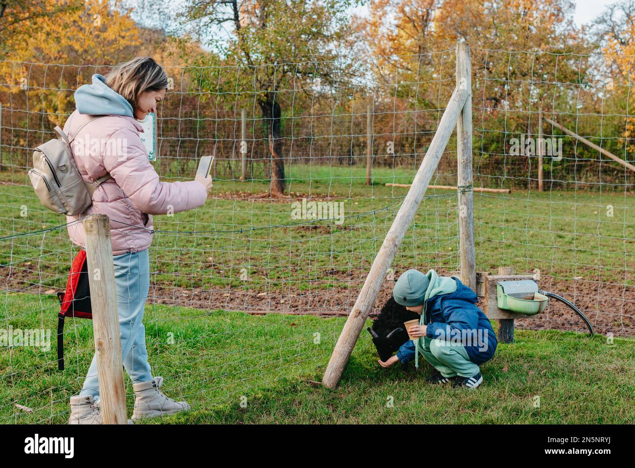 Little caucasian boy feeding ram in a farm. Ram eating grains of cereal ...