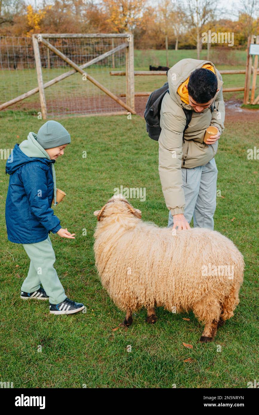 Little caucasian boy feeding ram in a farm. Ram eating grains of cereal ...