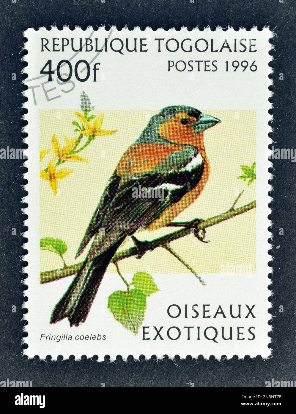 Cancelled postage stamp printed by Togo, that shows Common Chaffinch ...
