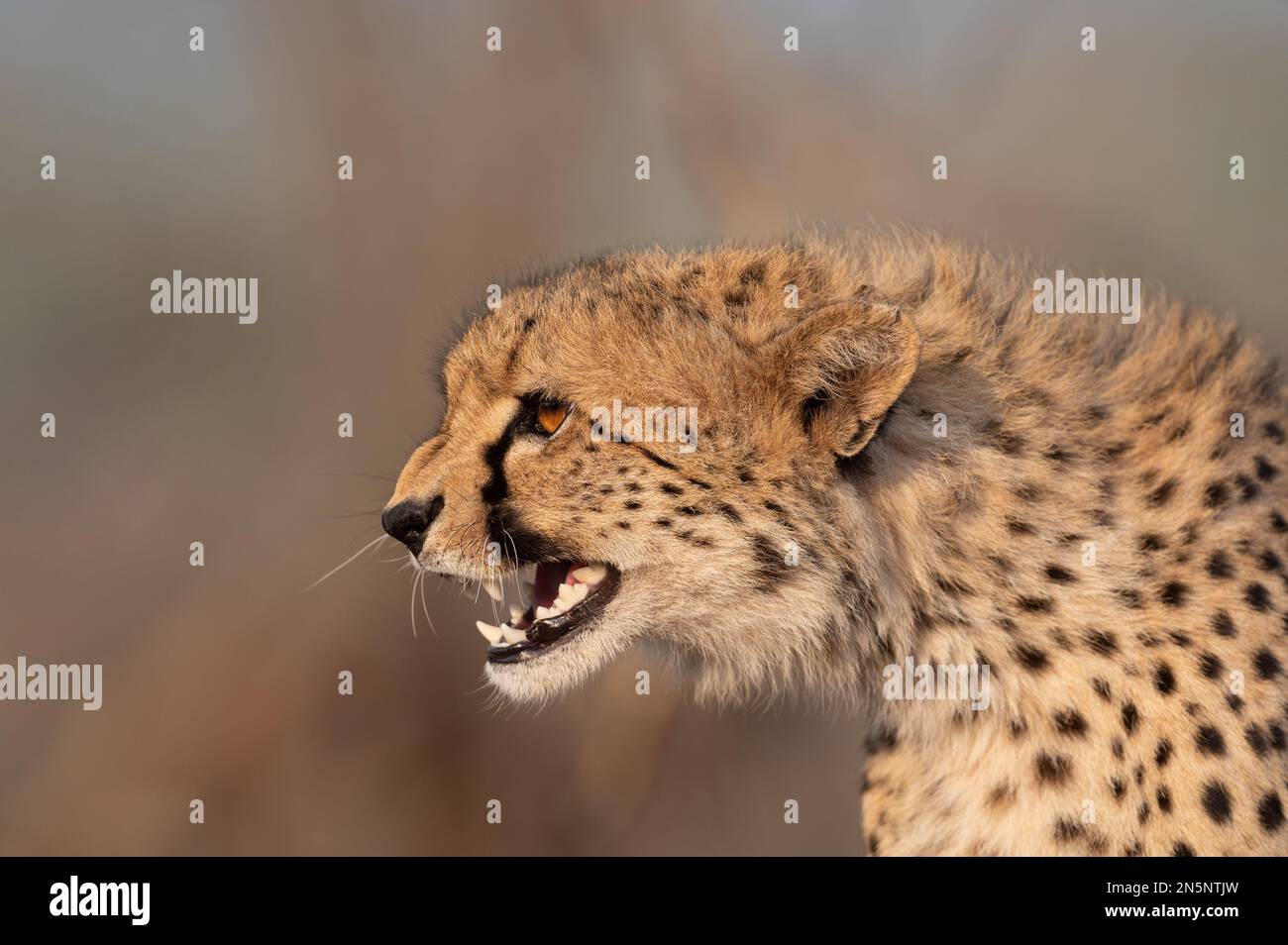Cheetah hissing and showing its teeth in South Africa Stock Photo - Alamy