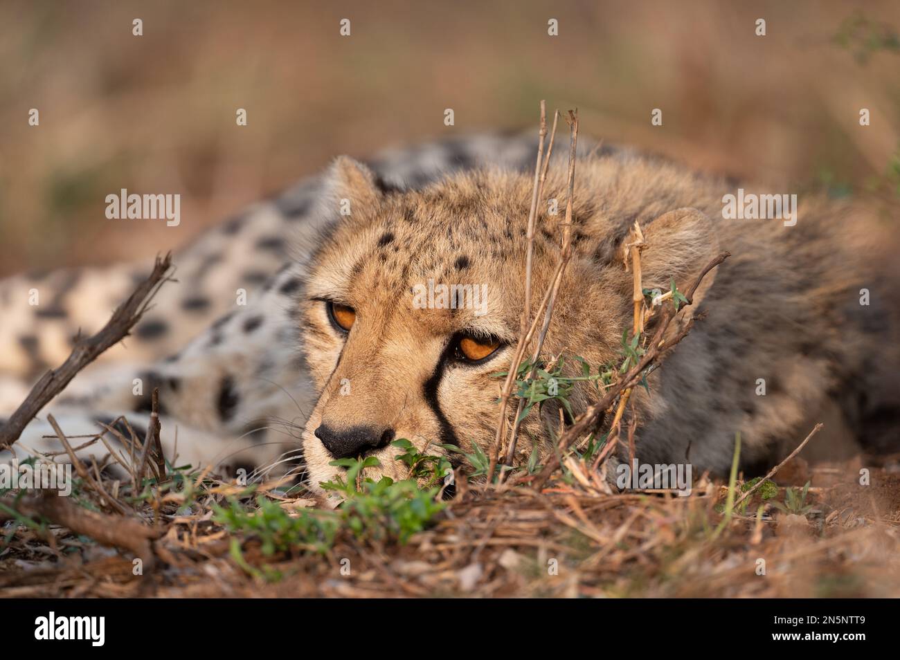 Portrait of a cheetah laying down and resting in morning light in South ...