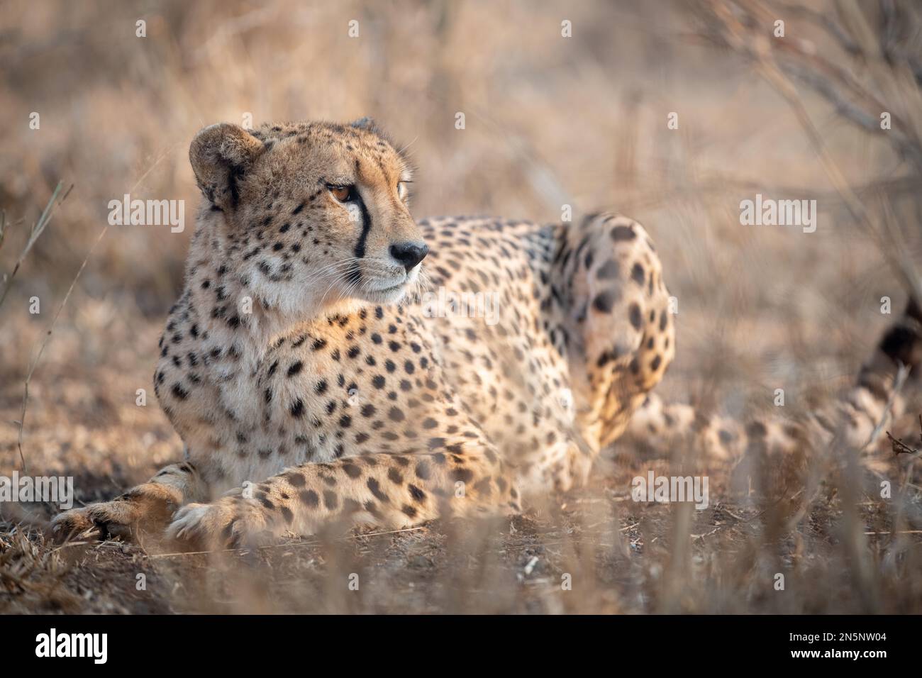 African cheetah laying in hi-res stock photography and images - Alamy
