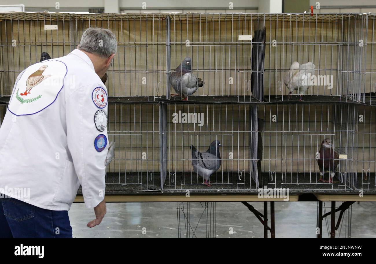 Show King pigeon Judge Jim Murphy, of London Mills, Illinois, looks ...