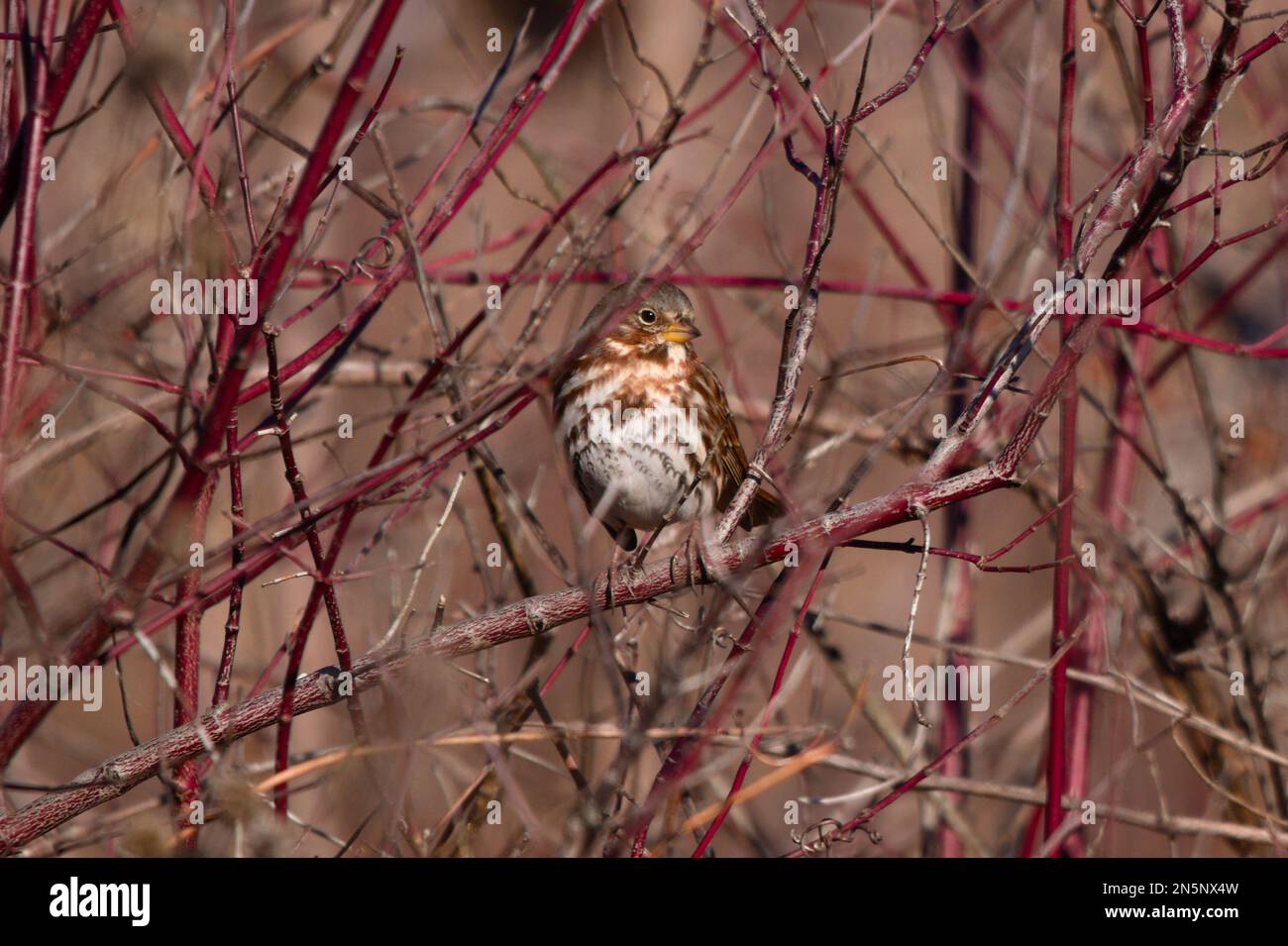 Shot cute common reed hi-res stock photography and images - Alamy