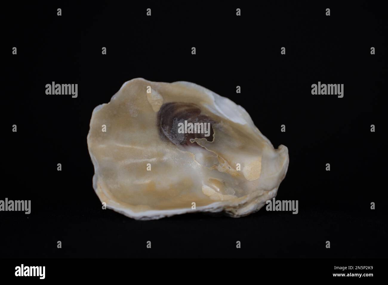 brown and yellow inside shell of a shellfish exoskeleton-bearing ...