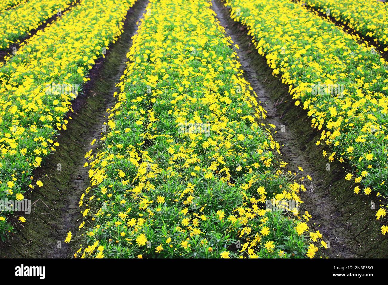 rows of Golden Queen(African Bush Daisy,Bull's-Eye,Golden Daisy Bush ...