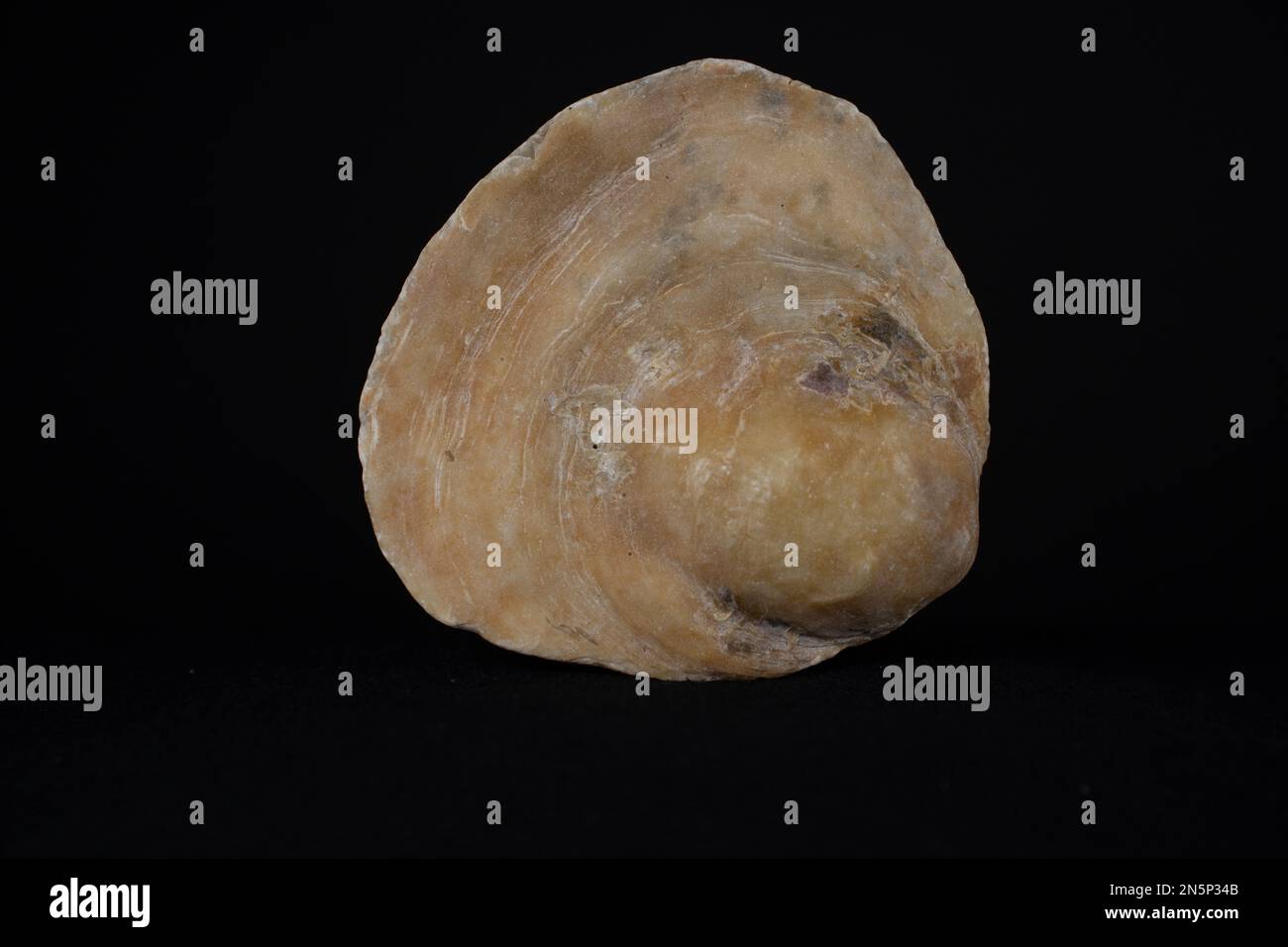 dark yellow outside shell of a shellfish exoskeleton-bearing aquatic ...