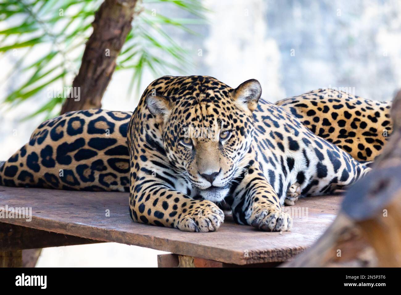 Couple of jaguars sleeping and relaxing in the shade.Brazilian jaguar ...