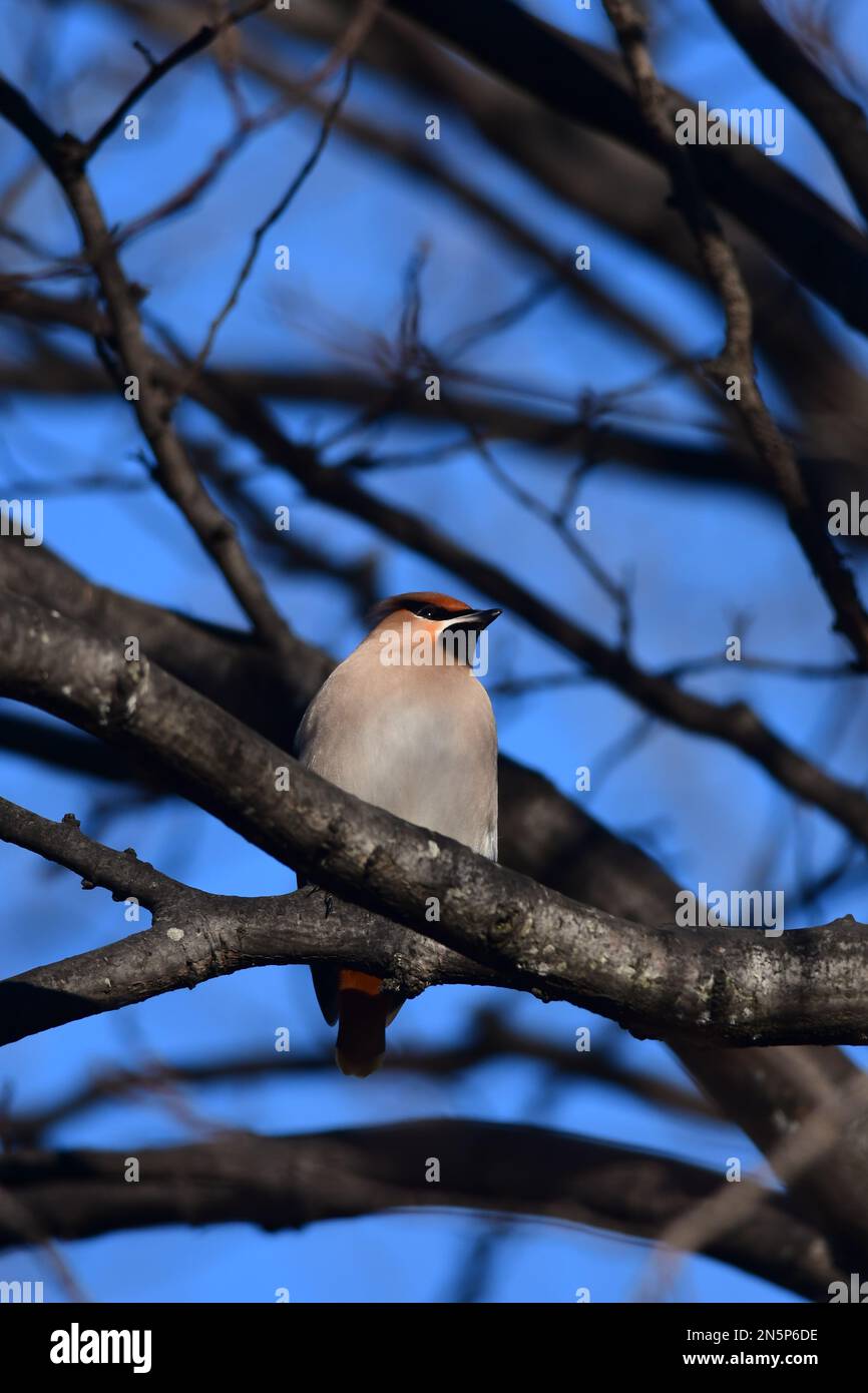 Edinburgh bird watching hi-res stock photography and images - Alamy