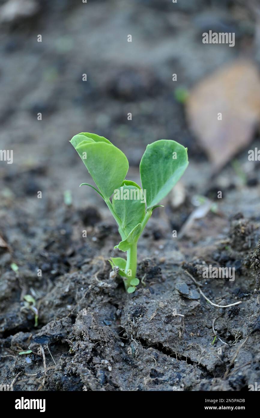 A closeup shot of a single tree small plant leaf growing in the soil ...