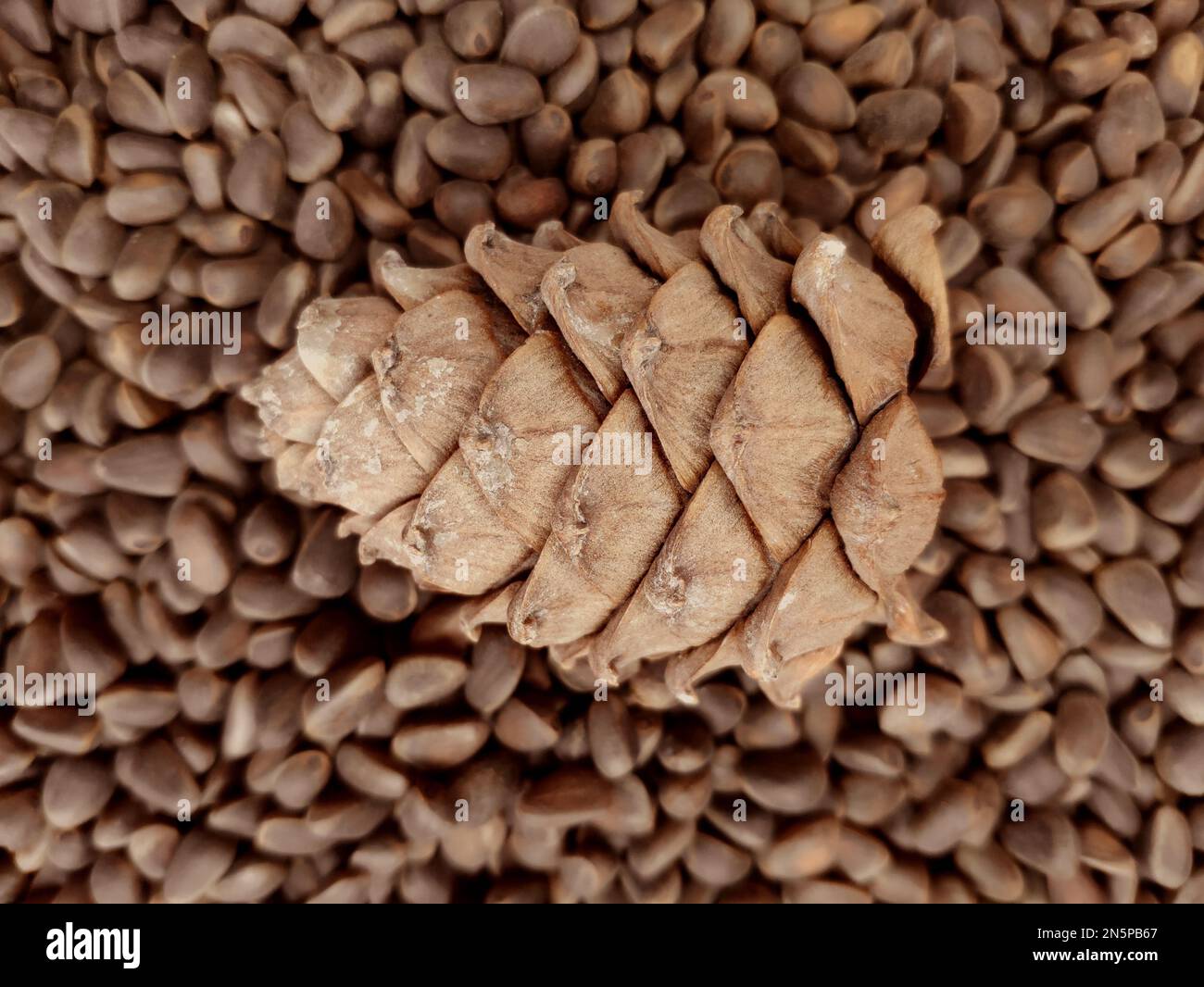 Cedar cone on a background of cedar seeds Stock Photo - Alamy