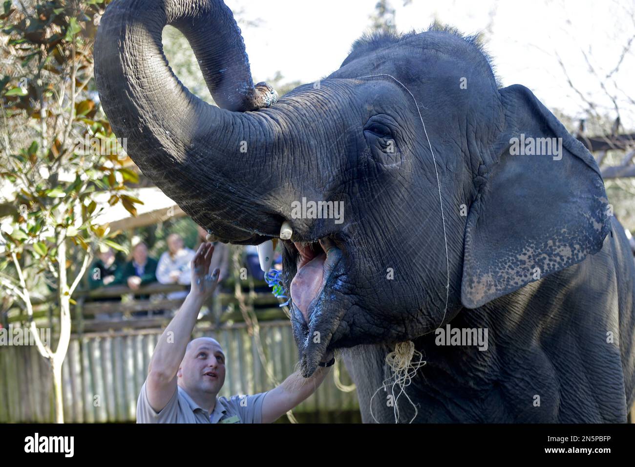 Joe Forys, curator of large mammals at the Audubon Zoo, looks at ...