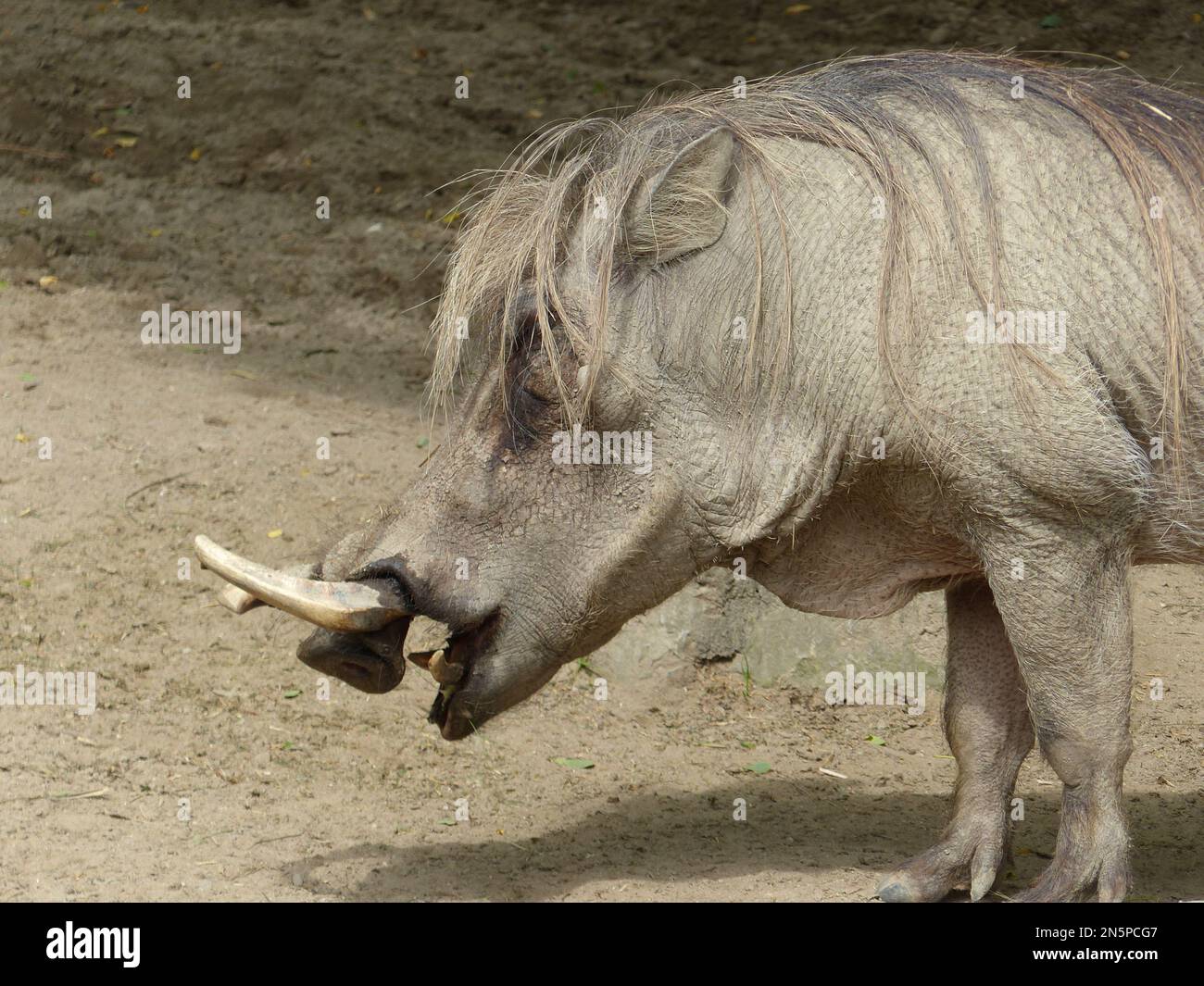 A portrait of a Common warthog animal walking on dirt ground with ...