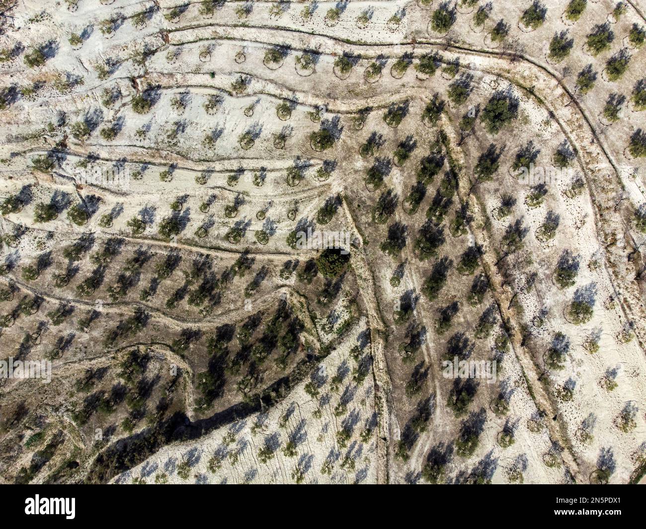 aerial view of olive grove near the village of Gorga, Alicante province ...
