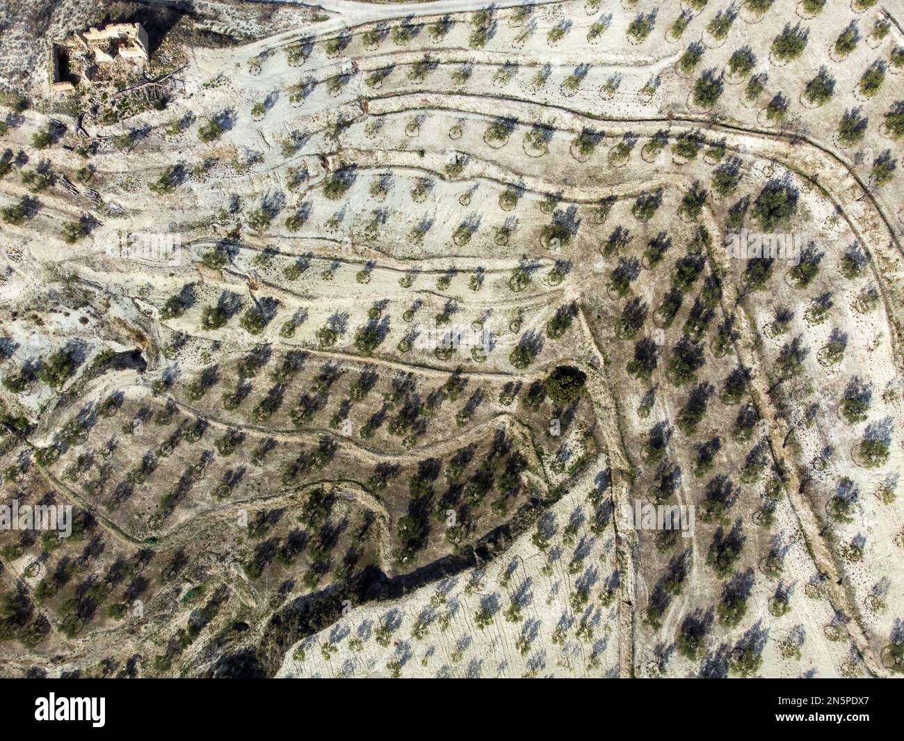 aerial view of farm house in ruins in olive grove near the village of ...