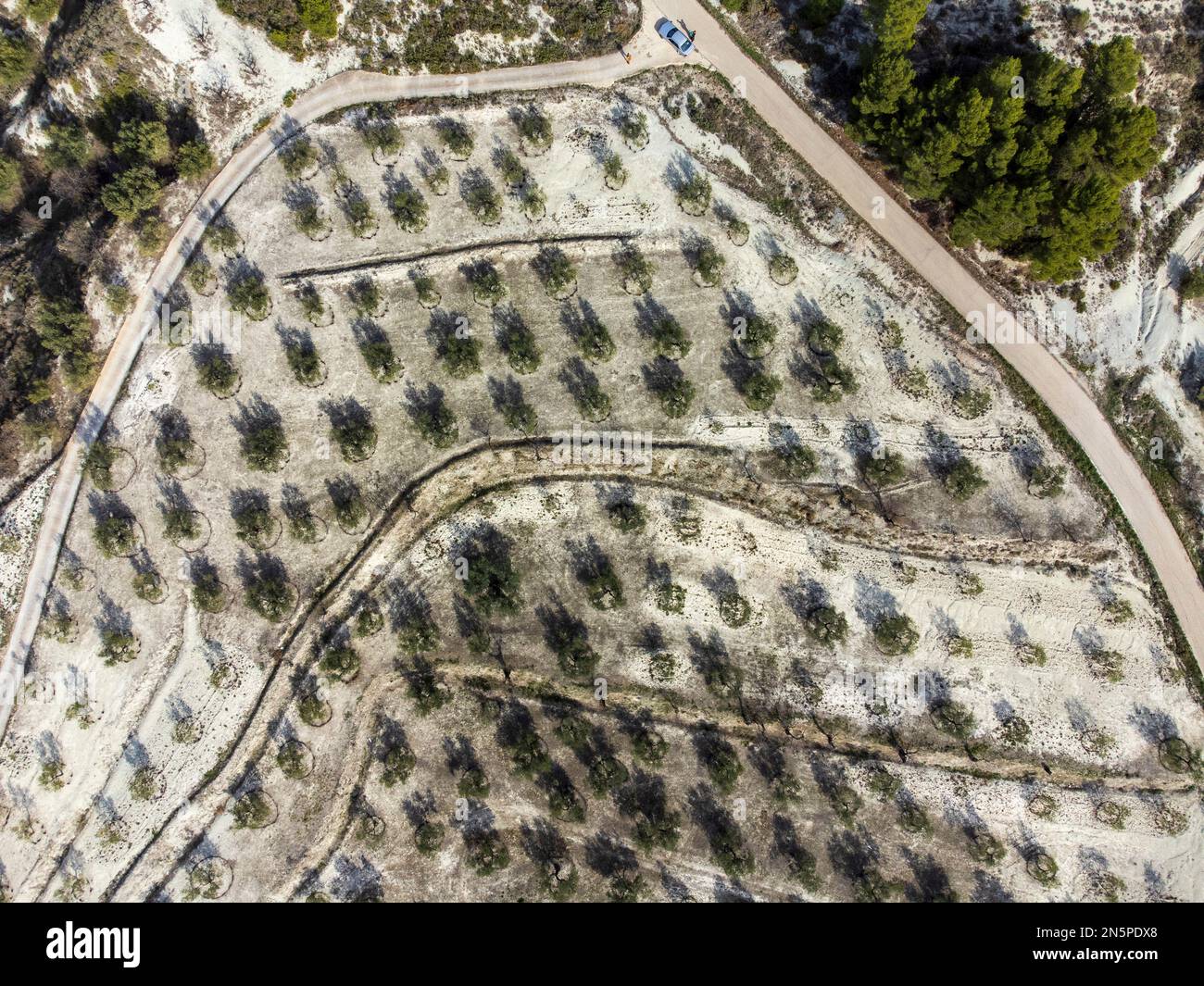 aerial view of olive grove near the village of Gorga, Alicante province ...