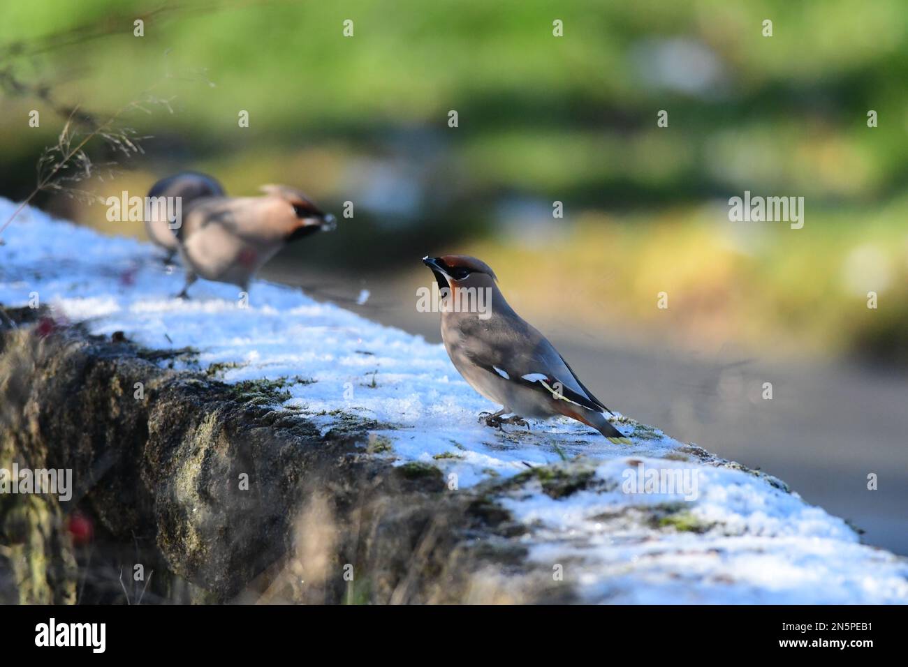 Edinburgh bird watching hi-res stock photography and images - Alamy