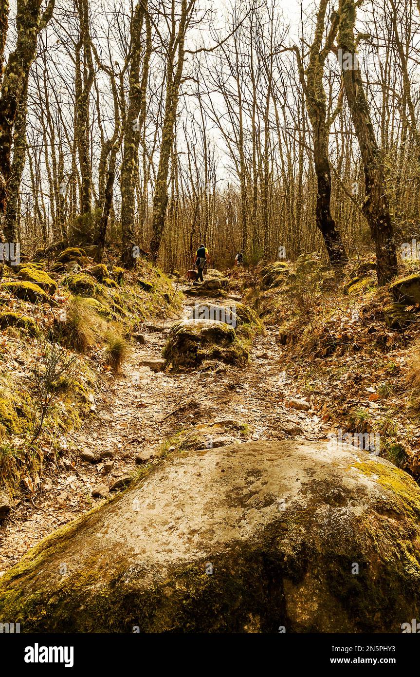 Hikers go up a path of rocks and mosses in the forest Stock Photo - Alamy