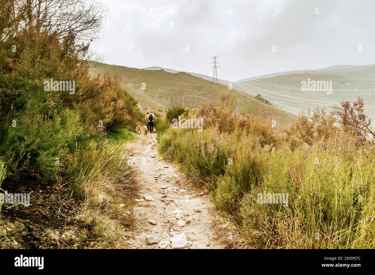 Two hikers with their dogs are walking on a country path on a foggy day ...