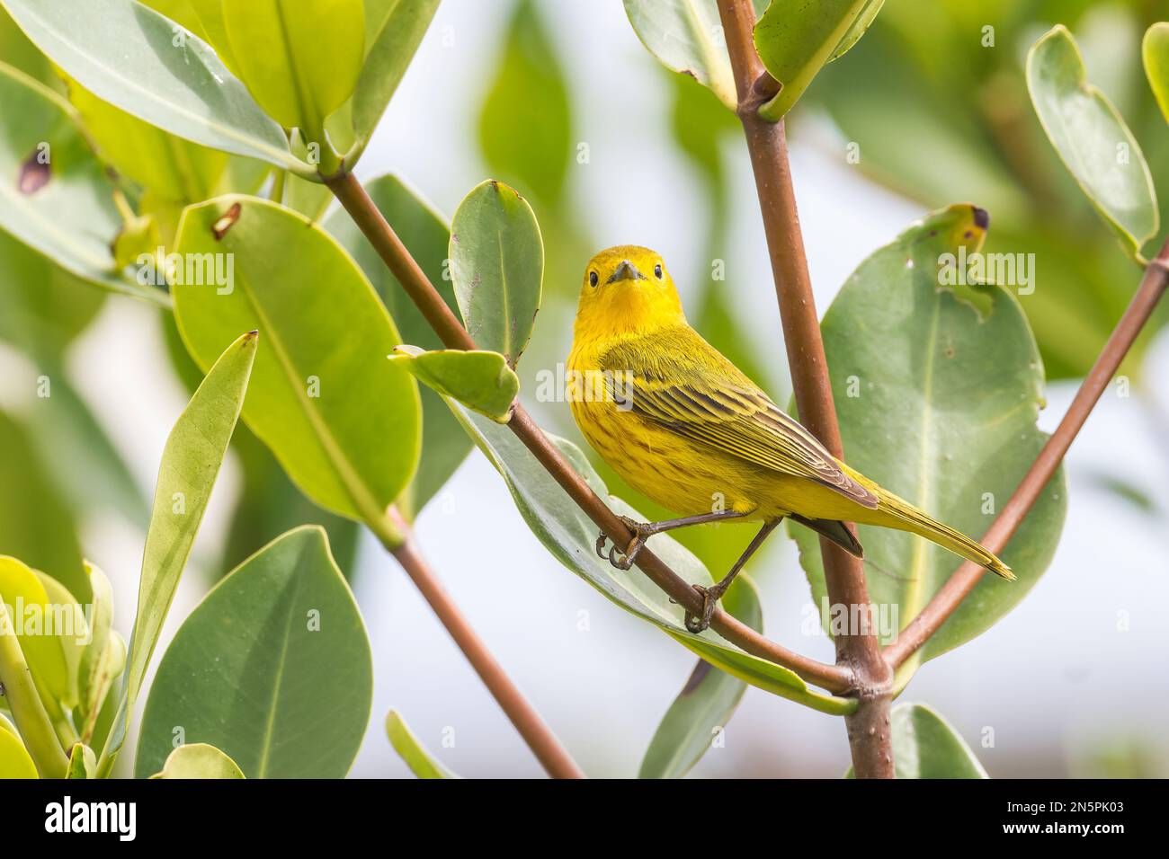 American yellow warbler, Setophaga petechia, single adult male perched ...