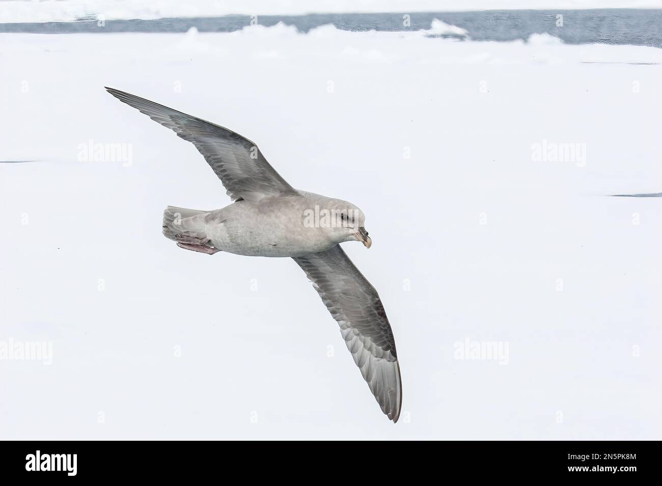 northern fulmar, Fulmarus glacialis, single blue phase bird flying over ...