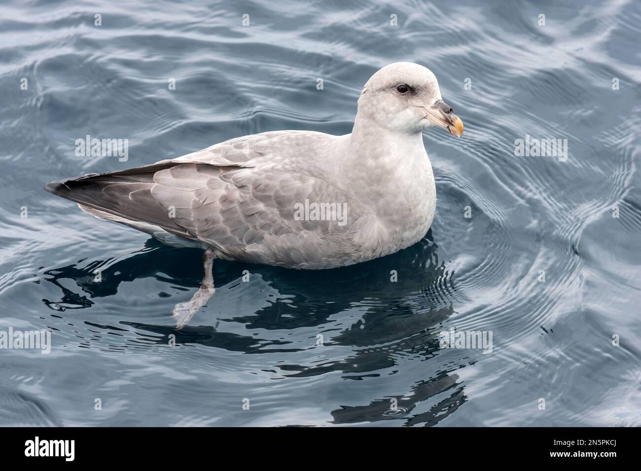 northern fulmar, Fulmarus glacialis, single blue phase bird swimming on ...