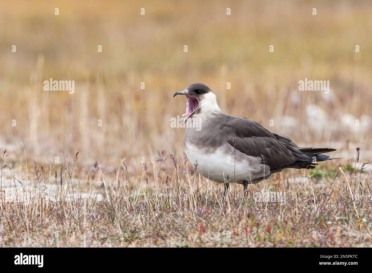 Arctic skua or parasitic jaeger, Stercorarius parasiticus, single pale ...