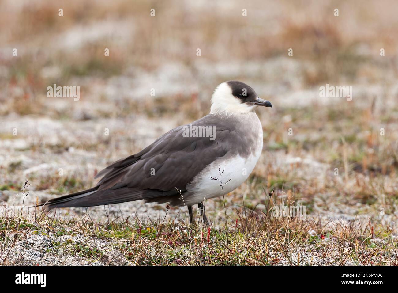 Arctic skua or parasitic jaeger, Stercorarius parasiticus, single pale ...