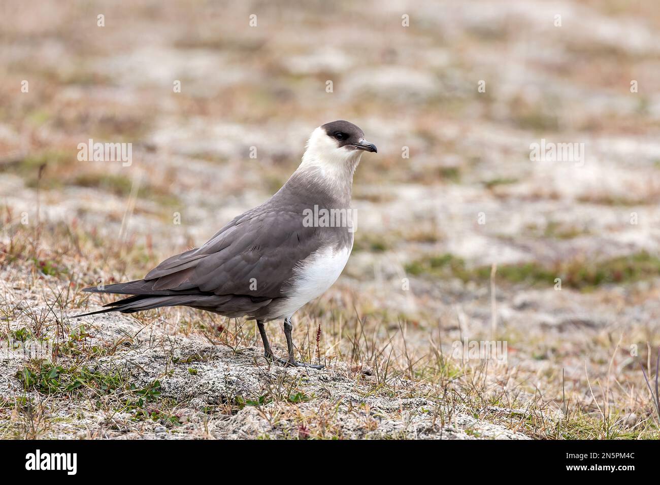 Arctic skua or parasitic jaeger, Stercorarius parasiticus, single pale ...