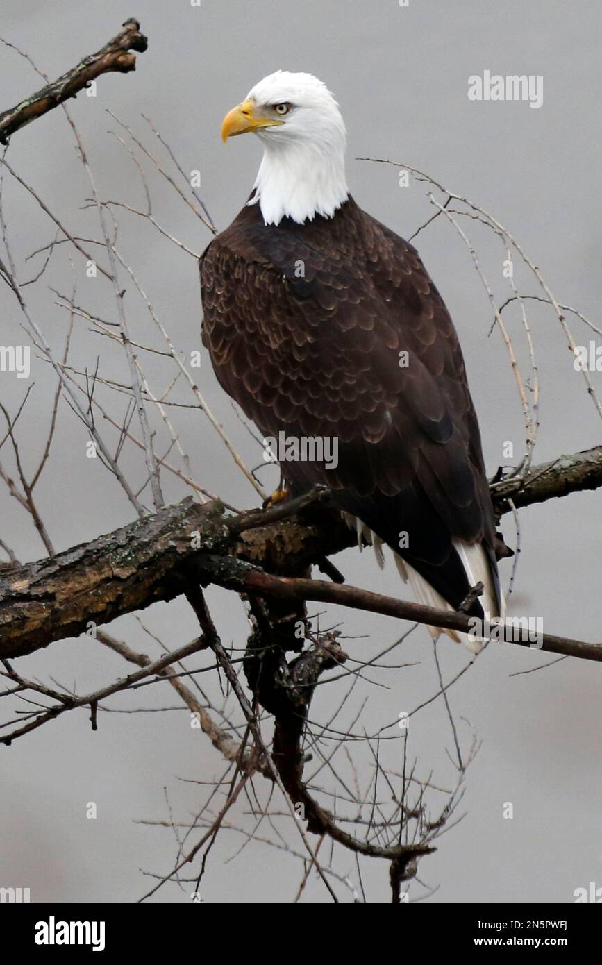 A bald eagle sits on a branch overlooking the Allegheny River on the ...
