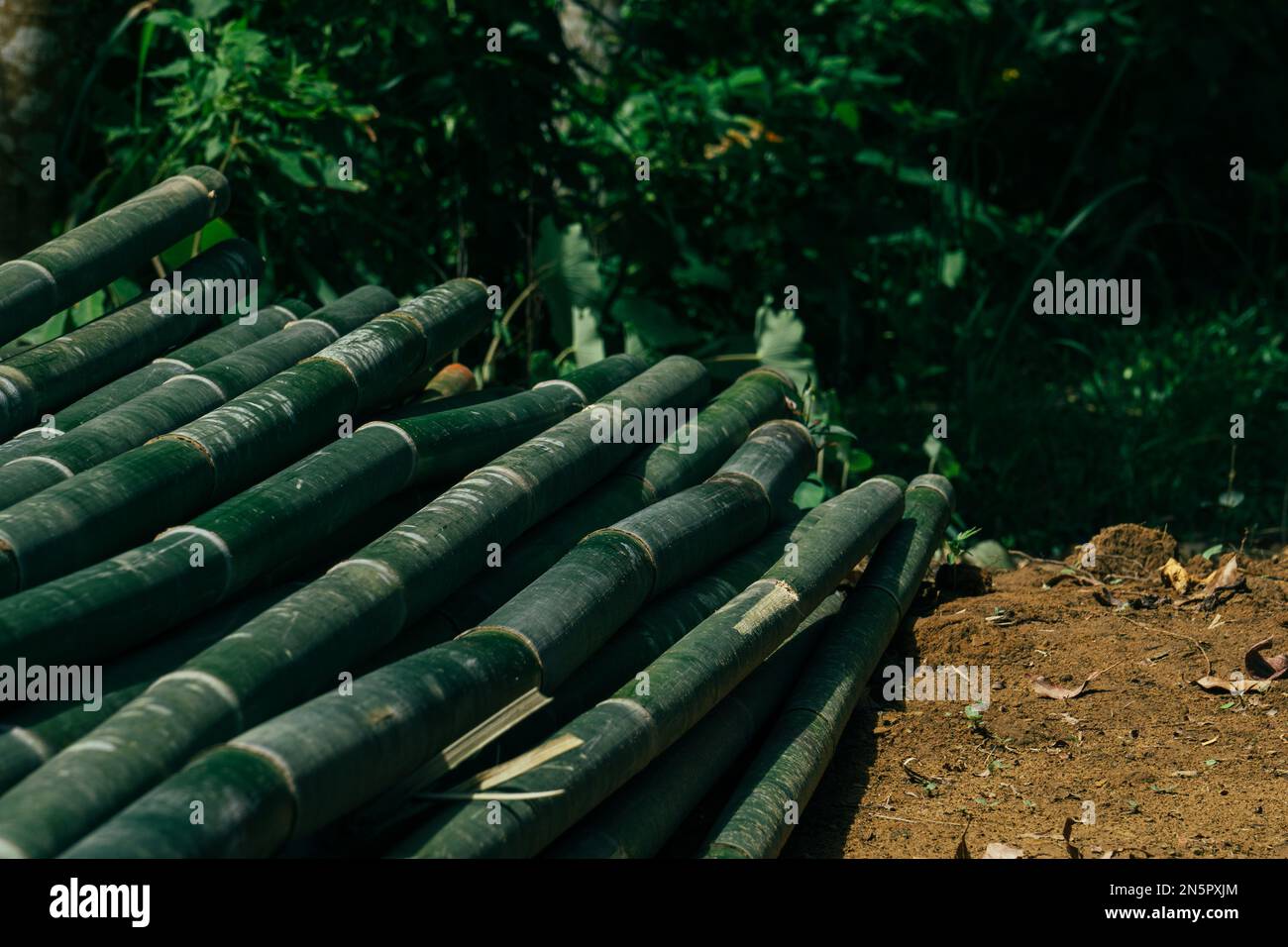 Raw green bamboo cut and decorated. These are mountain bamboos of ...