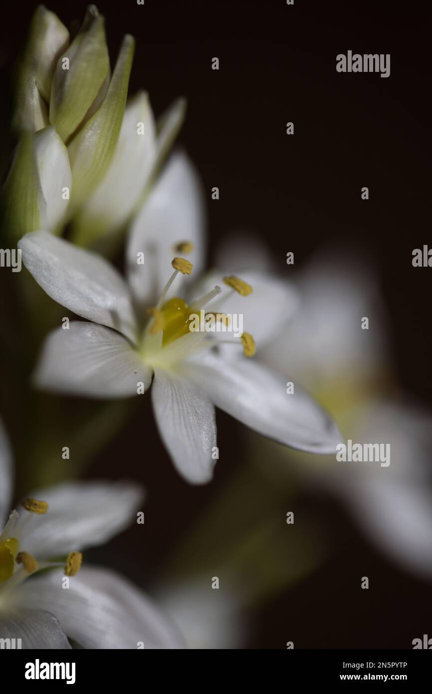 White star flower hi-res stock photography and images - Alamy