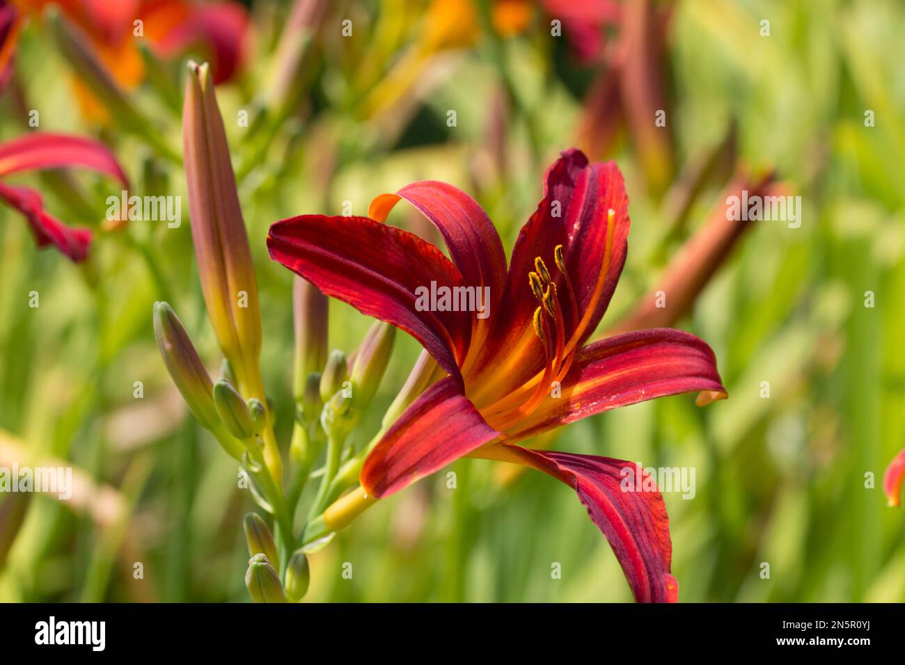 Red Magic daylily displaying rich red and orange petals in front of ...