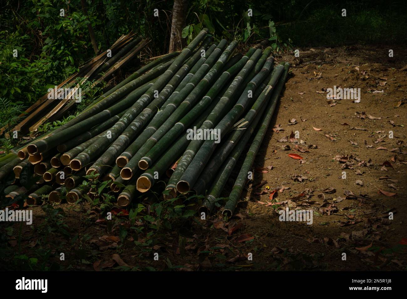 Raw green bamboo cut and decorated. These are mountain bamboos of ...