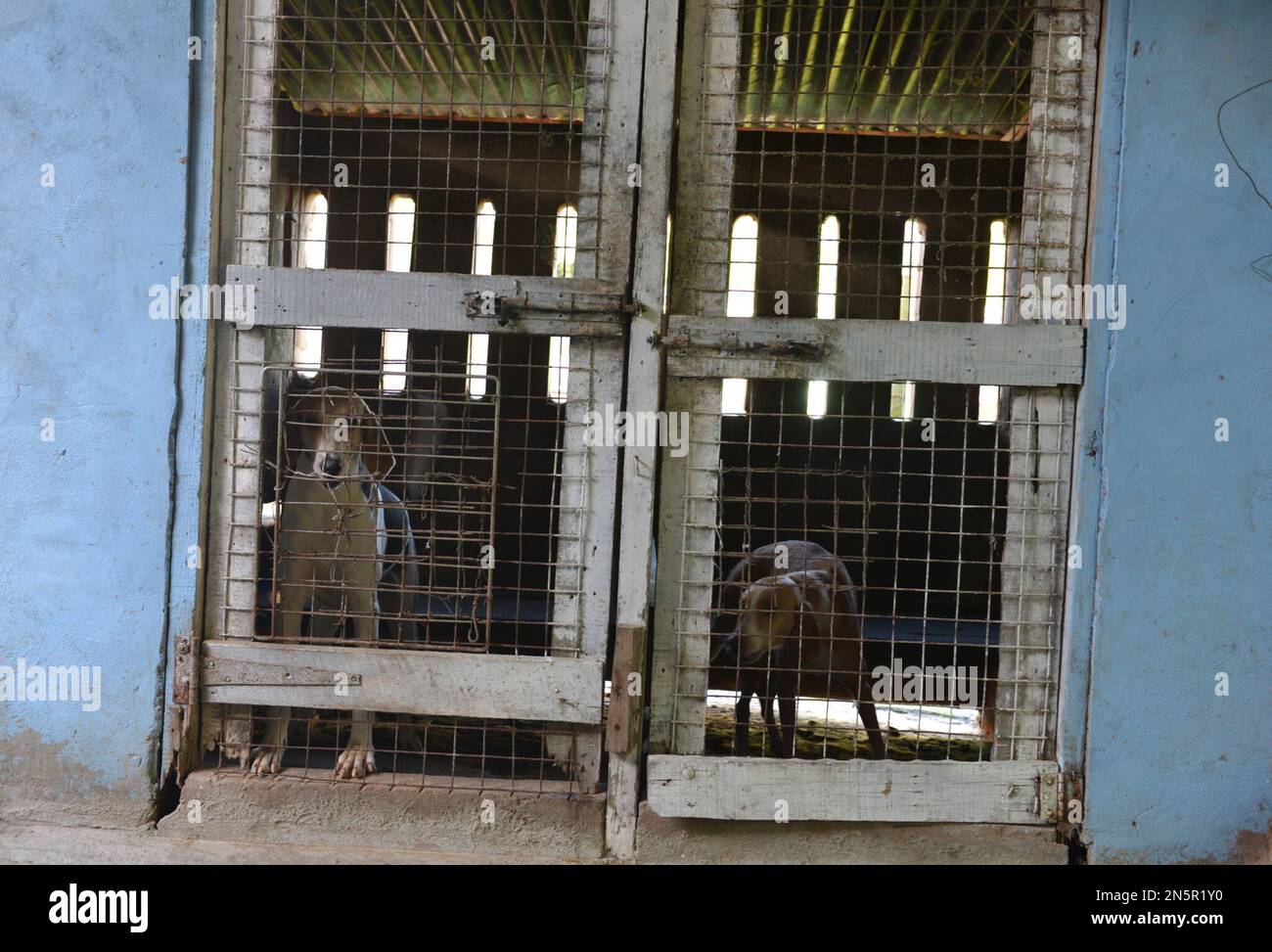 In this Dec. 31, 2013 photo, a pair of hunting hounds are housed in a ...