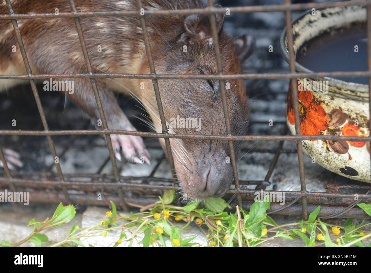 In this Dec. 27, 2013 photo, a lappe, a raccoon-sized rodents whose ...