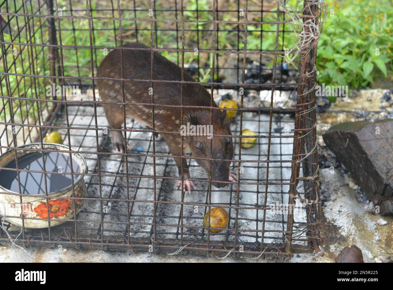 In this Dec. 27, 2013 photo, a lappe, a raccoon-sized rodent whose meat ...