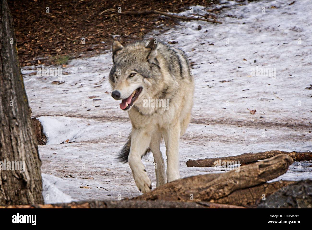 Grey Wolf Calgary Zoo Alberta Stock Photo - Alamy