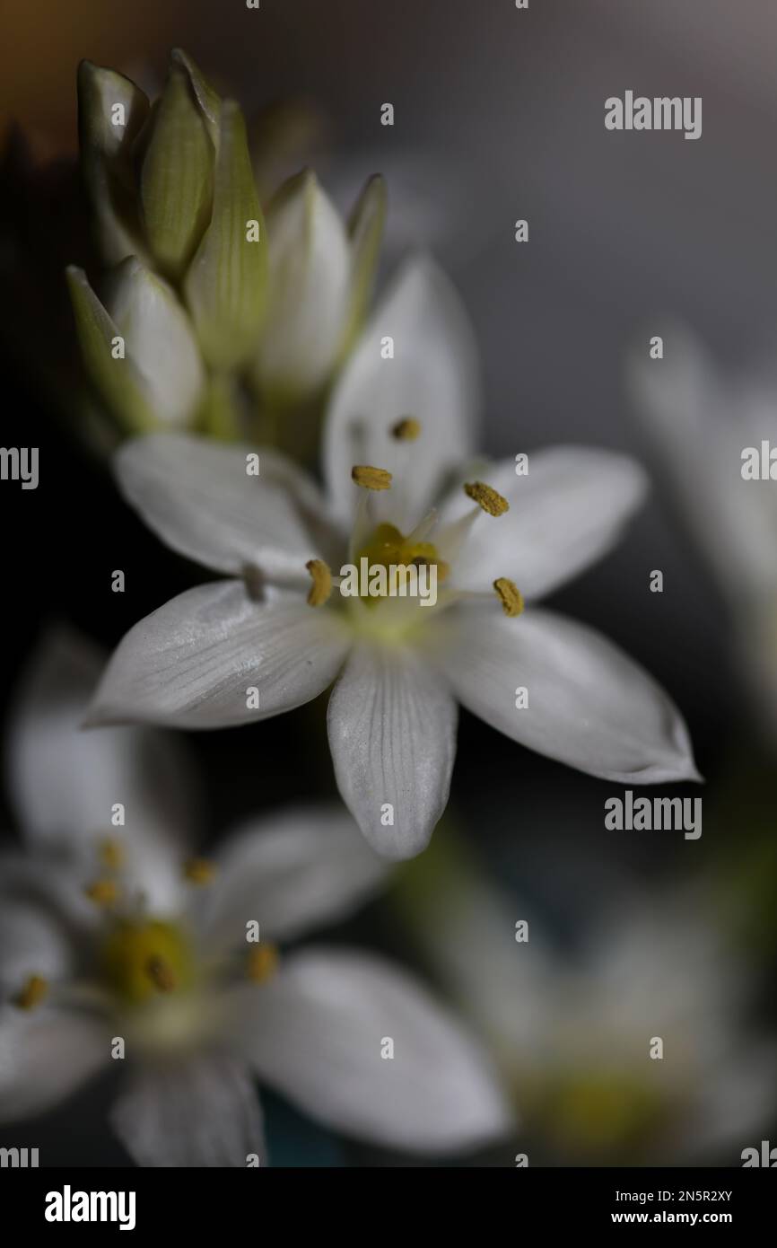White star flower hi-res stock photography and images - Alamy