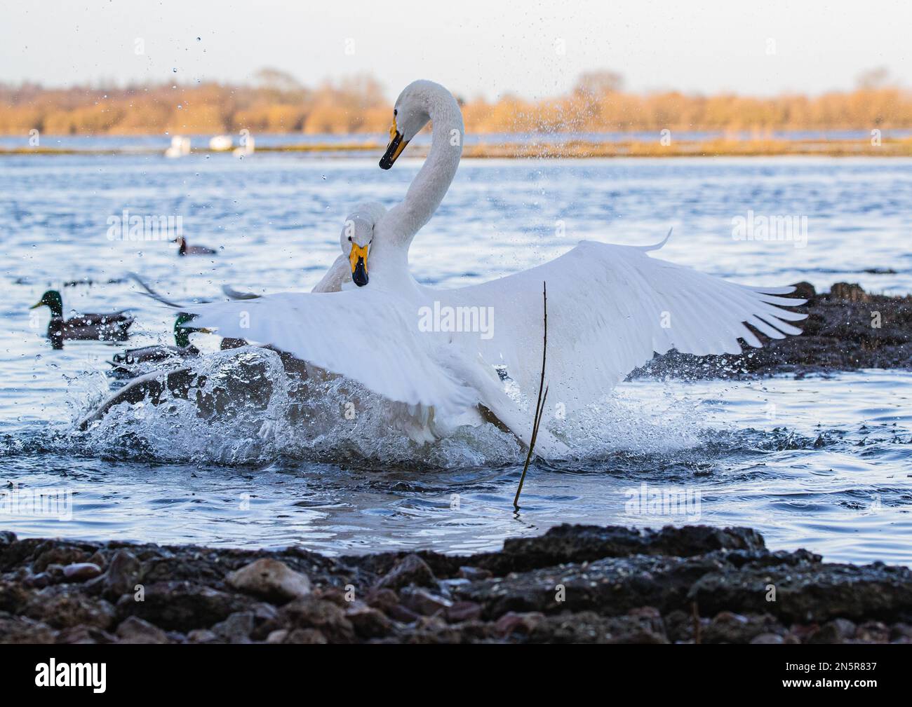 Pecking biting behaviour hi-res stock photography and images - Alamy