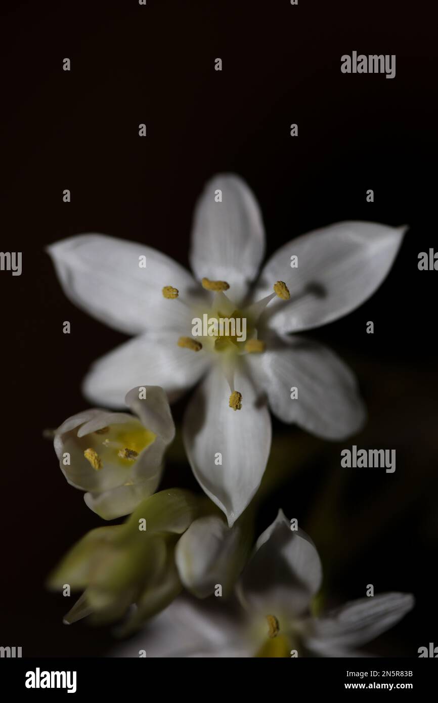 White star flower hi-res stock photography and images - Alamy